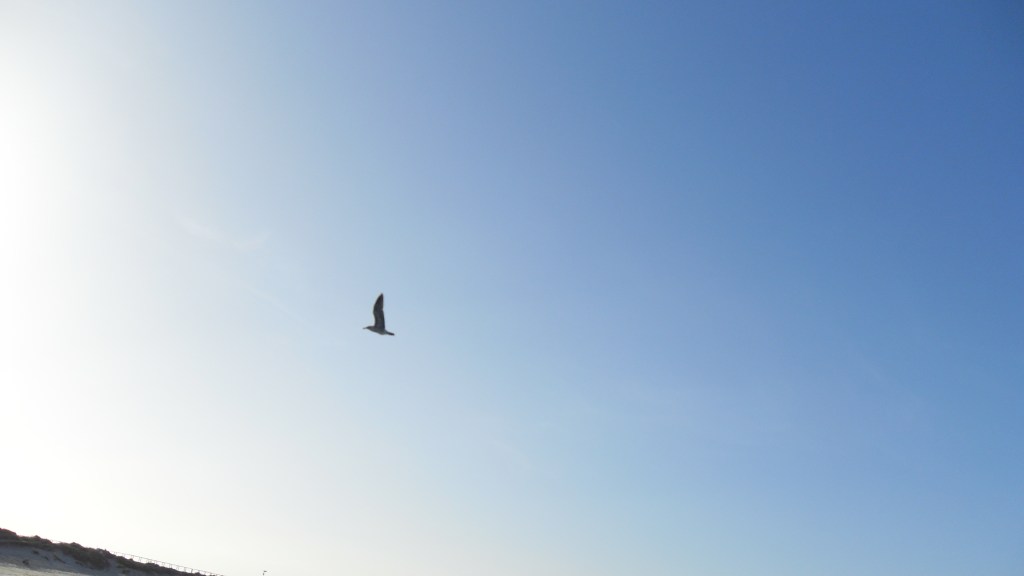 Seerowers (DEEL 5) | Seegogga se Bloggie